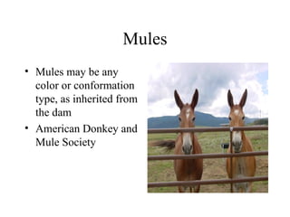 Donkeys And Mules | PPT