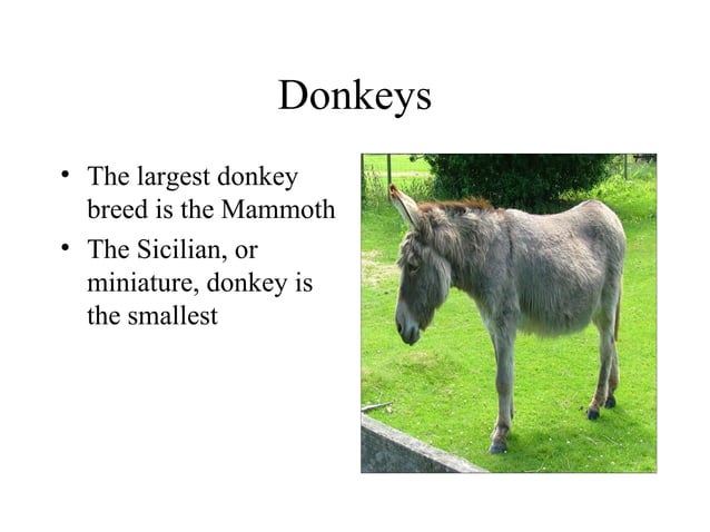 Donkeys And Mules | PPT