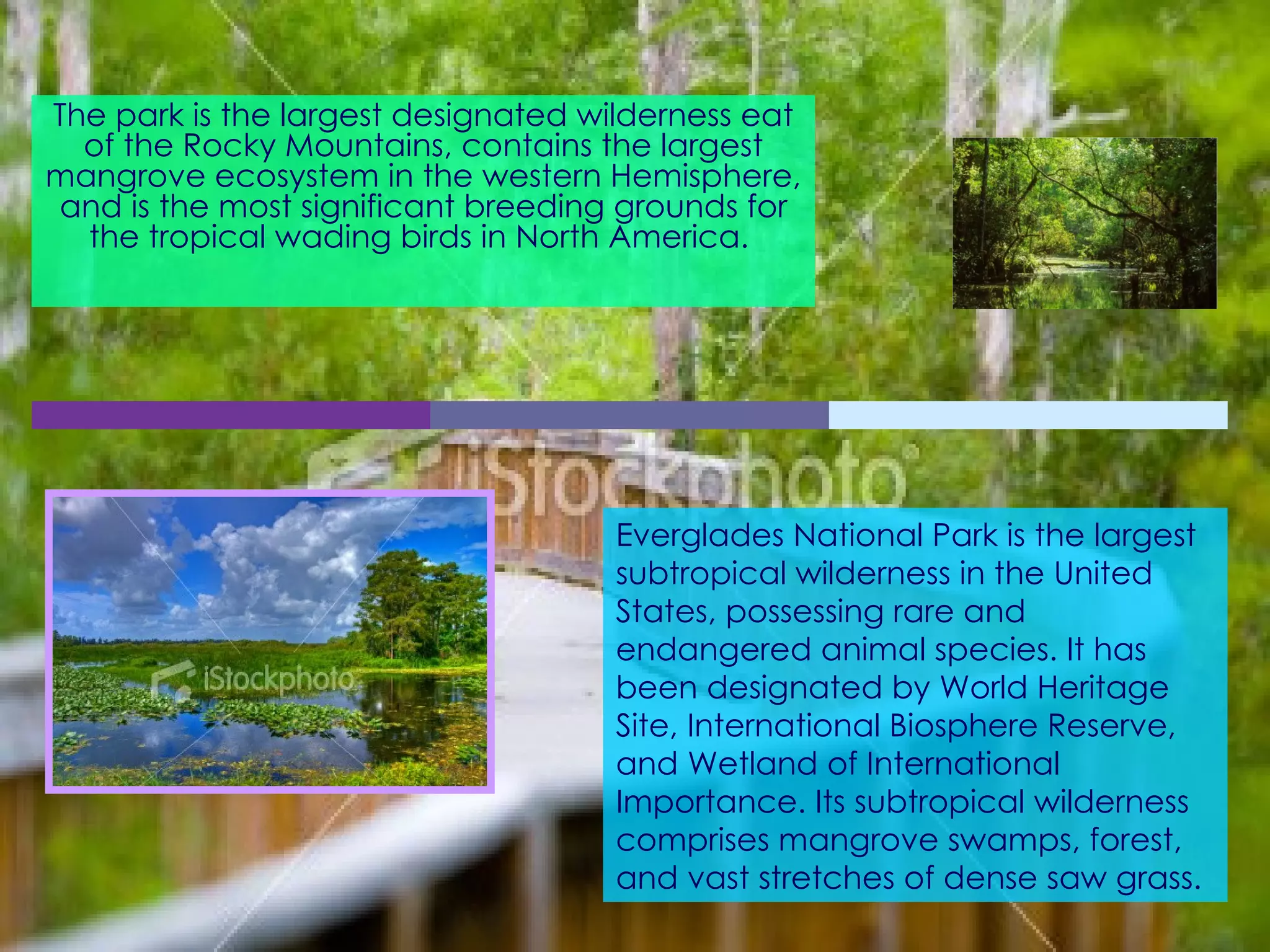 Everglades Biome | PPT