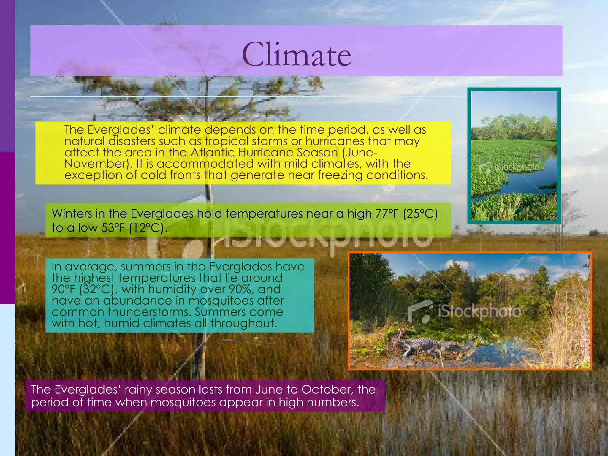 Everglades Biome | PPT
