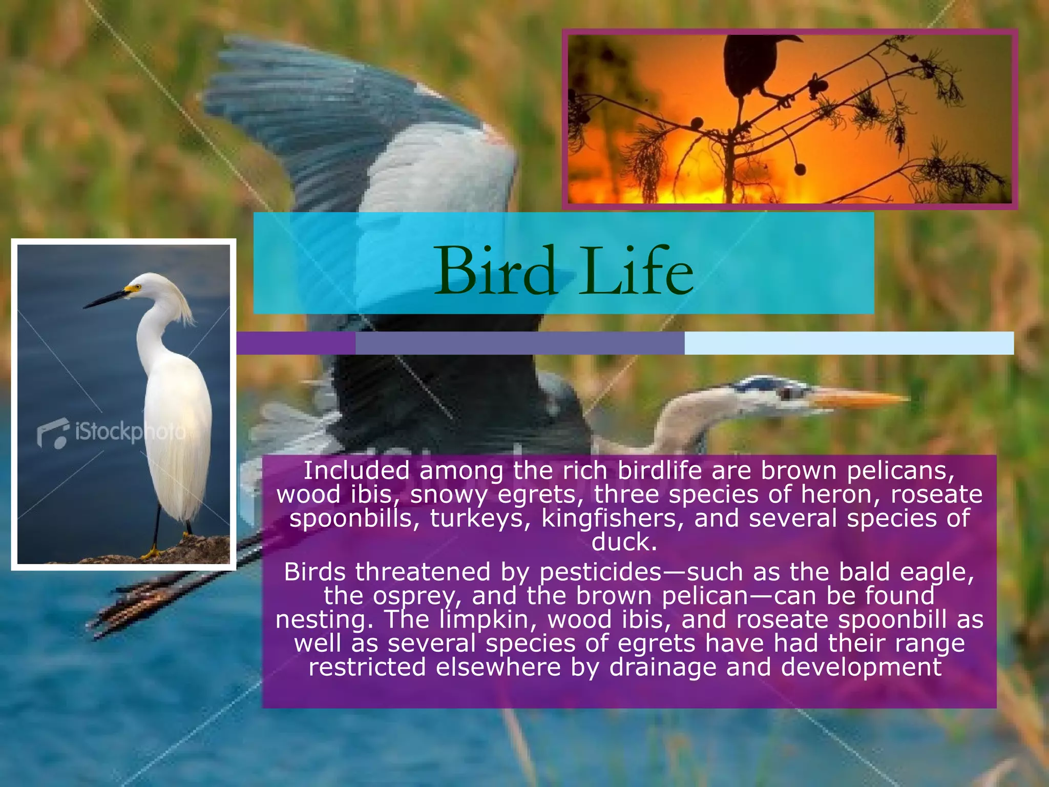 Everglades Biome | PPT