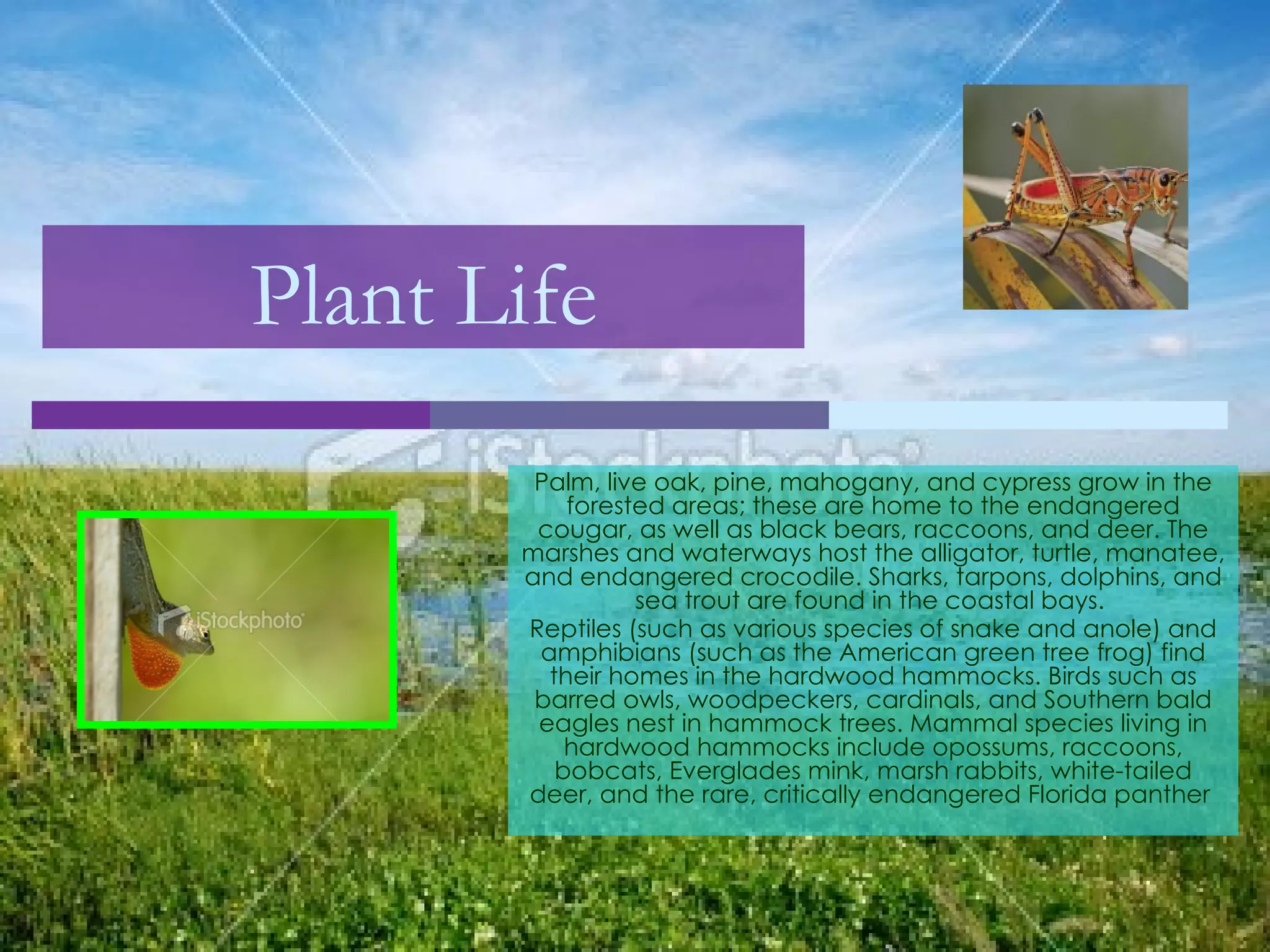 Everglades Biome | PPT