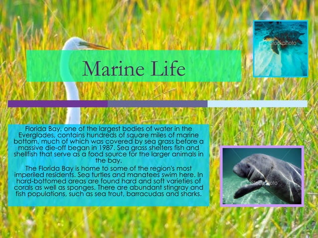 Everglades Biome | PPT