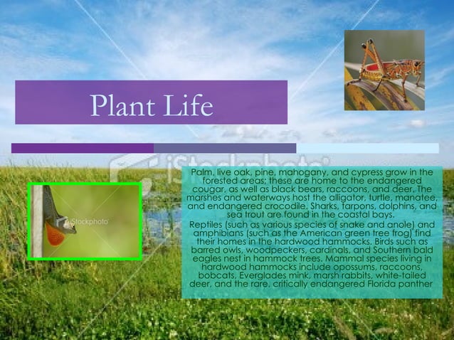 Everglades Biome | PPT