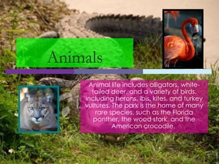 Everglades Biome | PPT