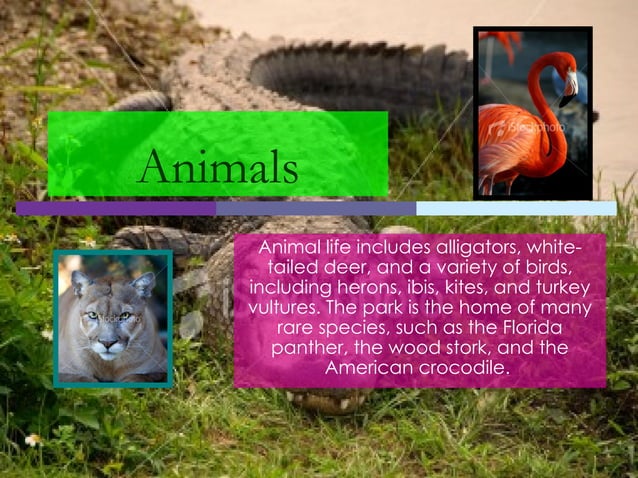 Everglades Biome | PPT