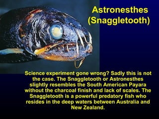 Freaky Fish Top 20 | PPS