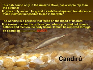 Freaky Fish Top 20 | PPS