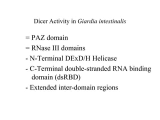 Dicer - A Molecular Ruler | PPT