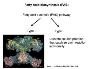 Platensimycin - A Selective Fab F Inhibitor | PPT | Chemistry | Science