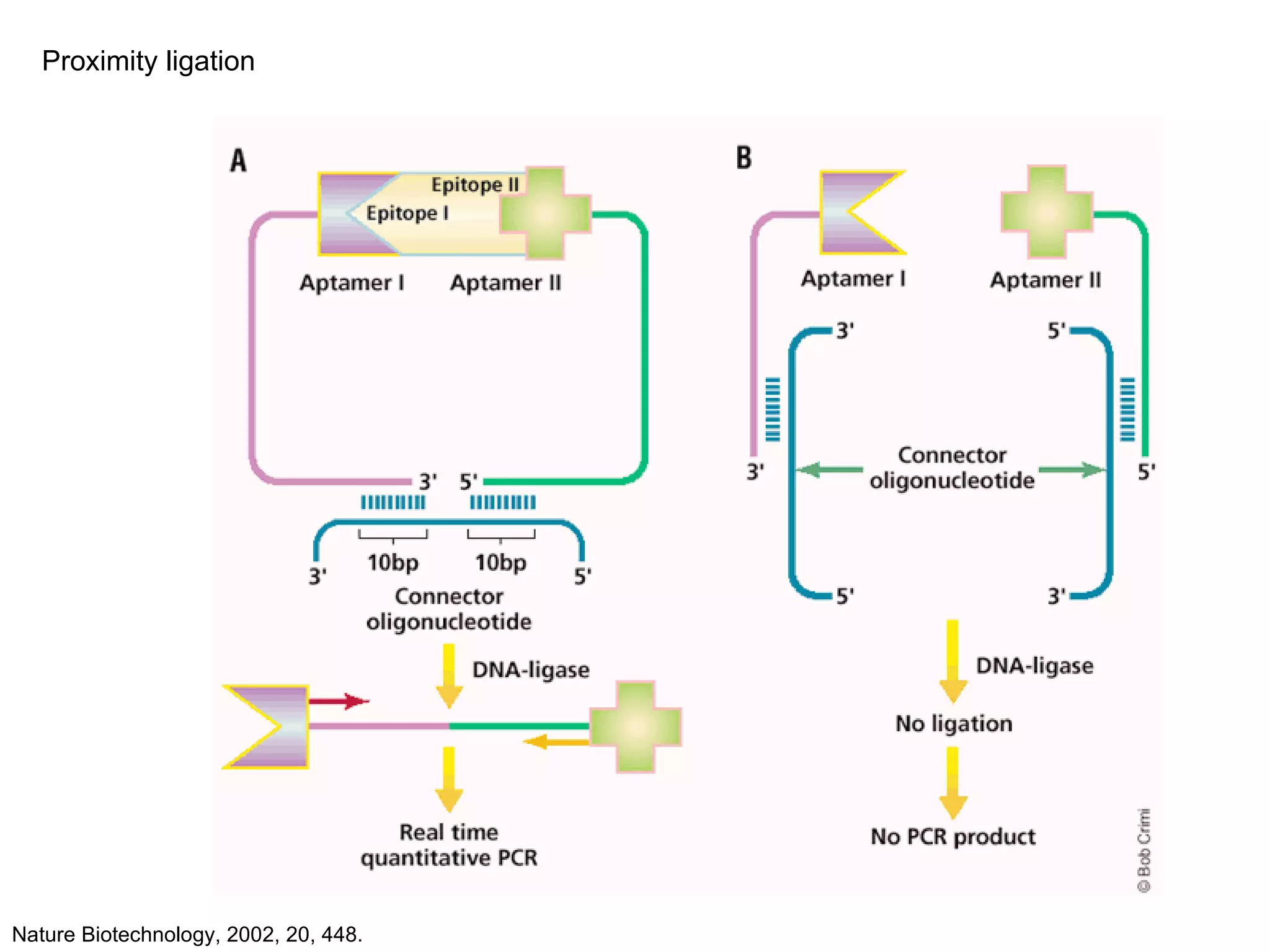 Proximity Ligation And RCA | PPT