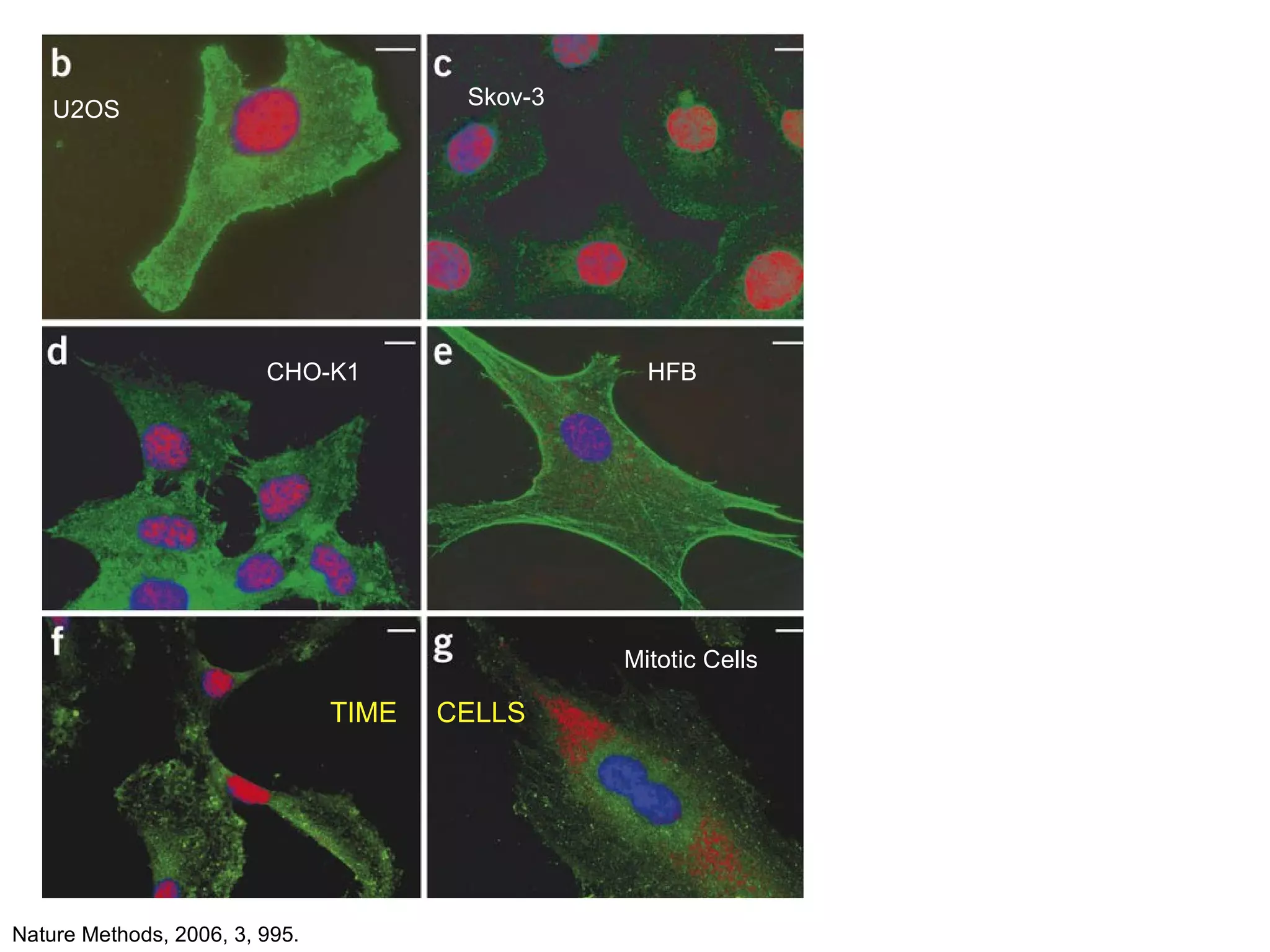 Proximity Ligation And RCA | PPT