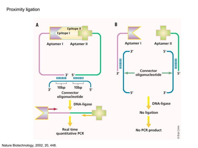 Proximity Ligation And RCA | PPT