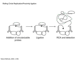 Proximity Ligation And RCA | PPT
