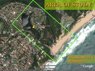 Nutrient Flux and Contaminants in the Isipingo Estuary, South Africa | PPT