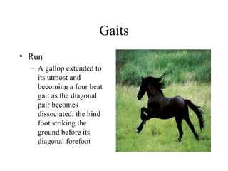 Gaits And Movement | PPT