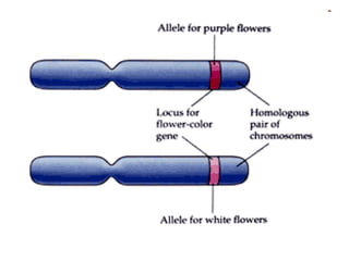 Bio 10 - Genetics Mutations | PPT
