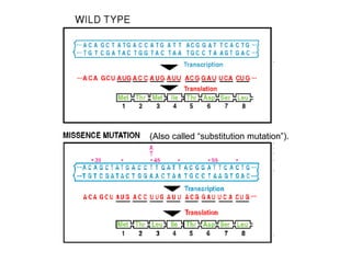 Bio 10 - Genetics Mutations | PPT