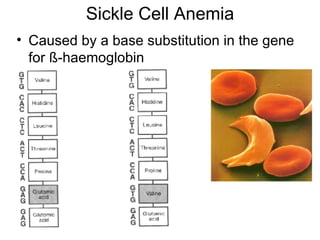 Bio 10 - Genetics Mutations | PPT