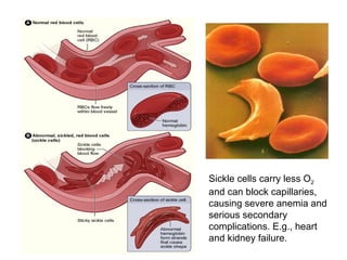 Bio 10 - Genetics Mutations | PPT