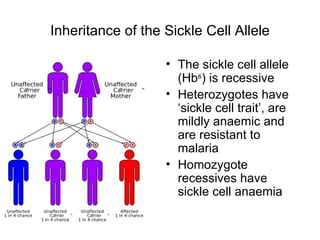 Bio 10 - Genetics Mutations | PPT