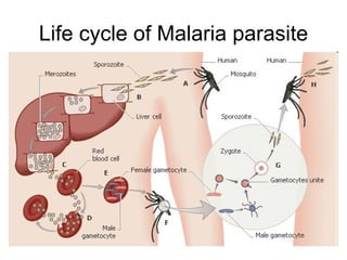 Bio 10 - Genetics Mutations | PPT