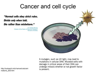 Bio 10 - Genetics Mutations | PPT