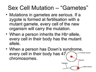 Bio 10 - Genetics Mutations | PPT