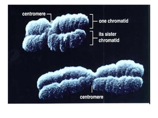 Bio 10 - Genetics Mutations | PPT