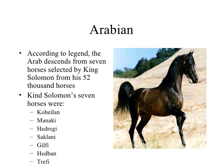 Horse Breeds