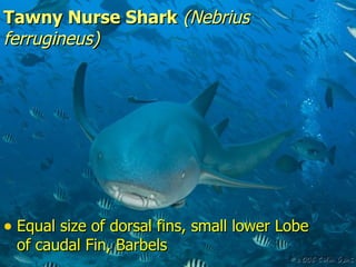 Fiji Shark Conservation and Awareness Project - International Year of ...