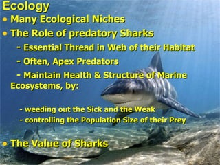 Fiji Shark Conservation and Awareness Project - International Year of ...