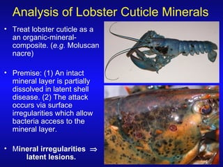 Kunkel On Lobster Geoscience | PPT