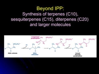 Isoprenoids | PPT