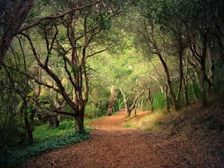 Louis Armstrong | PPT