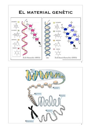 Modul 2 El Material Genetic | PDF