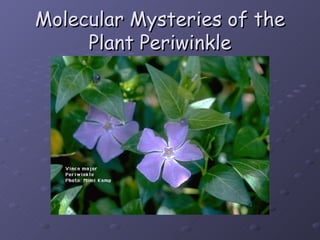 Molecular Mysteries Of The Plant Periwinkle | PPT