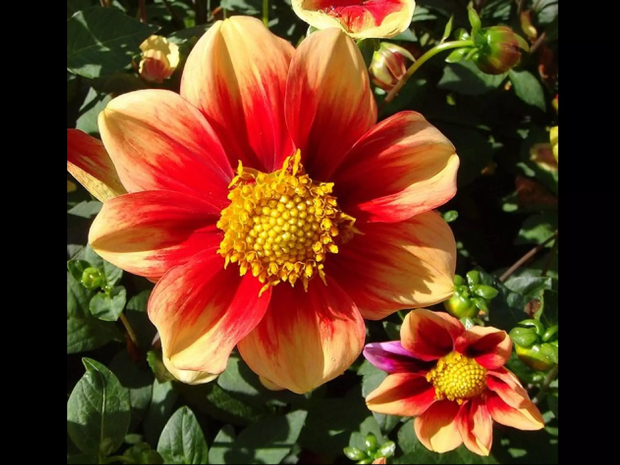 N Ice Orange Colour Flowers | PPS