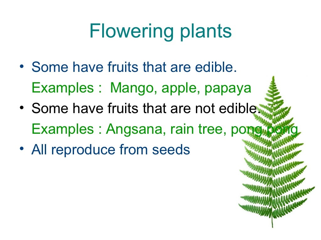 Non Flowering Plants Revision non-flowering-plants-revision