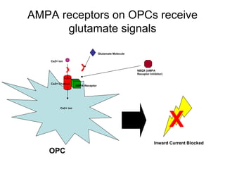 OPC Maturation Article Presentation | PPT | Brain and Nervous System ...
