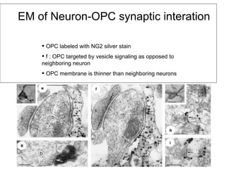 OPC Maturation Article Presentation | PPT | Brain and Nervous System ...
