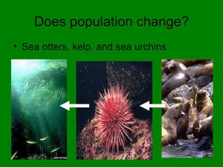 Population Ecology Intro | PPT