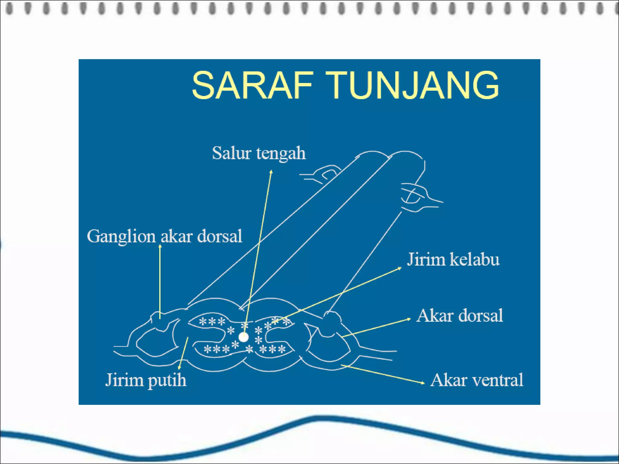 Power Point Anatomi & Fisiologi (Sistem Saraf) | PPT