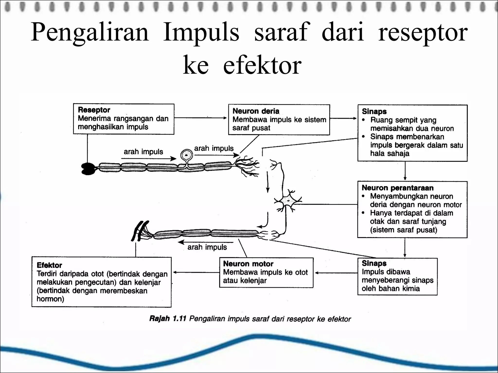 Power Point Anatomi & Fisiologi (Sistem Saraf) | PPT
