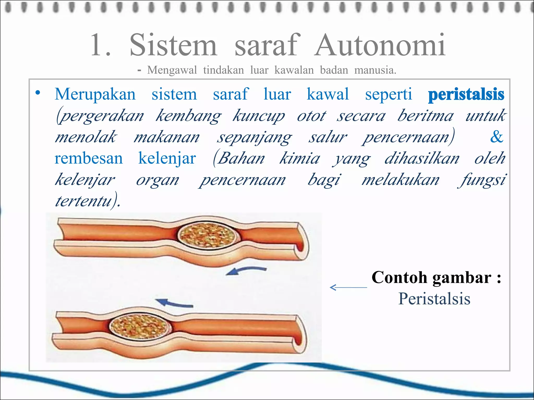 Power Point Anatomi & Fisiologi (Sistem Saraf) | PPT