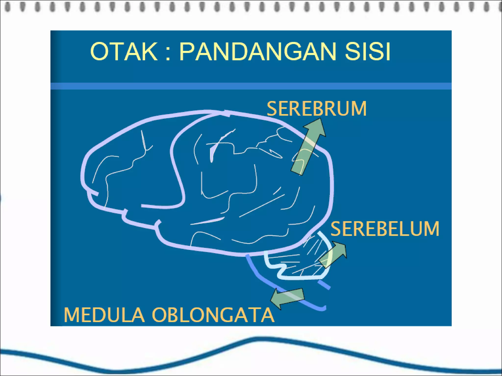 Power Point Anatomi & Fisiologi (Sistem Saraf) | PPT