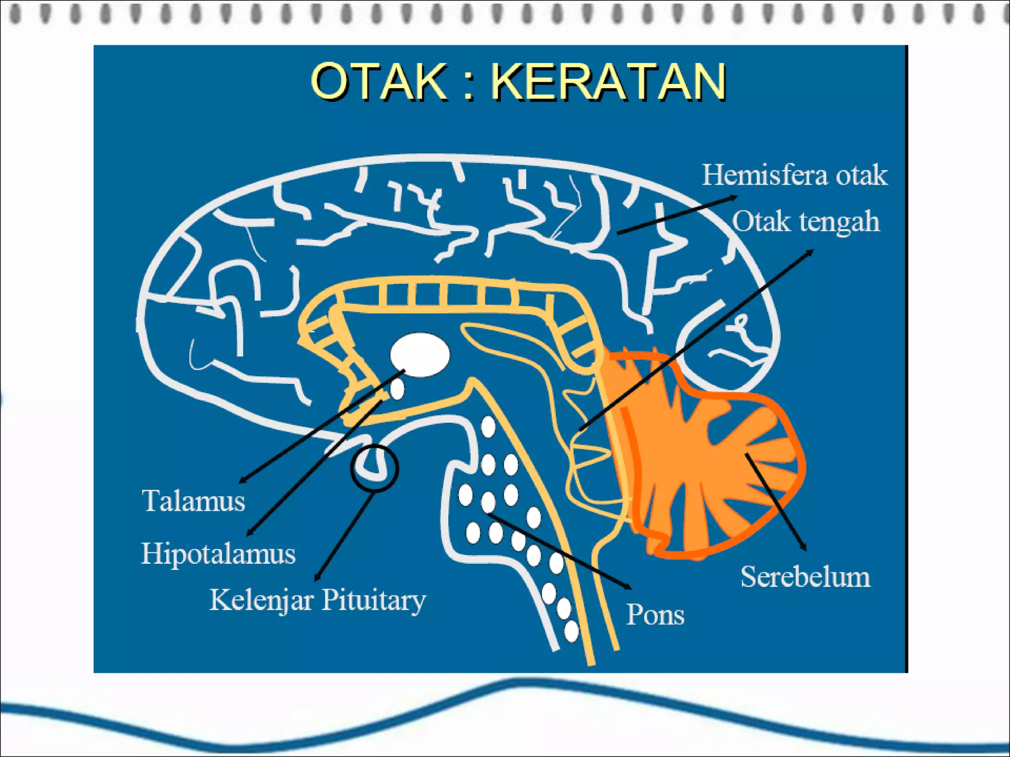 Power Point Anatomi & Fisiologi (Sistem Saraf) | PPT