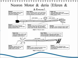 Power Point Anatomi & Fisiologi (Sistem Saraf) | PPT