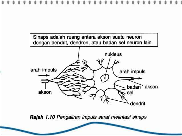 Power Point Anatomi & Fisiologi (Sistem Saraf) | PPT