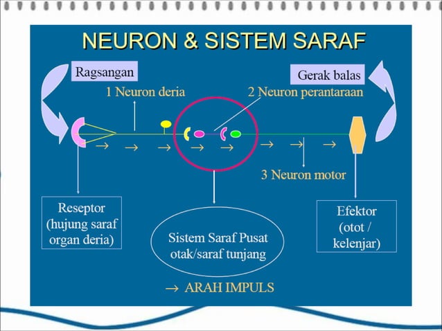 Power Point Anatomi & Fisiologi (Sistem Saraf) | PPT
